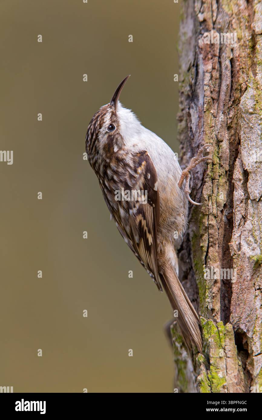 Short-toed Treecreeper, Certhia brachydactyla, animals, birds, breeding ...