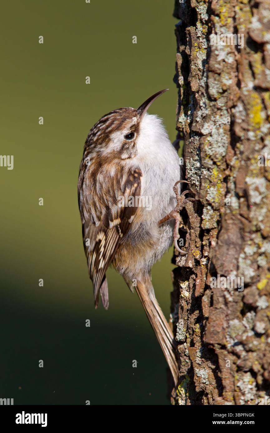 Short-toed Treecreeper, Certhia brachydactyla, animals, birds, breeding ...