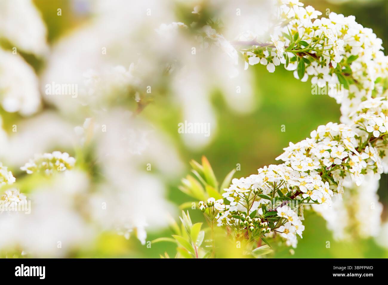 Curved spirea hi-res stock photography and images - Alamy