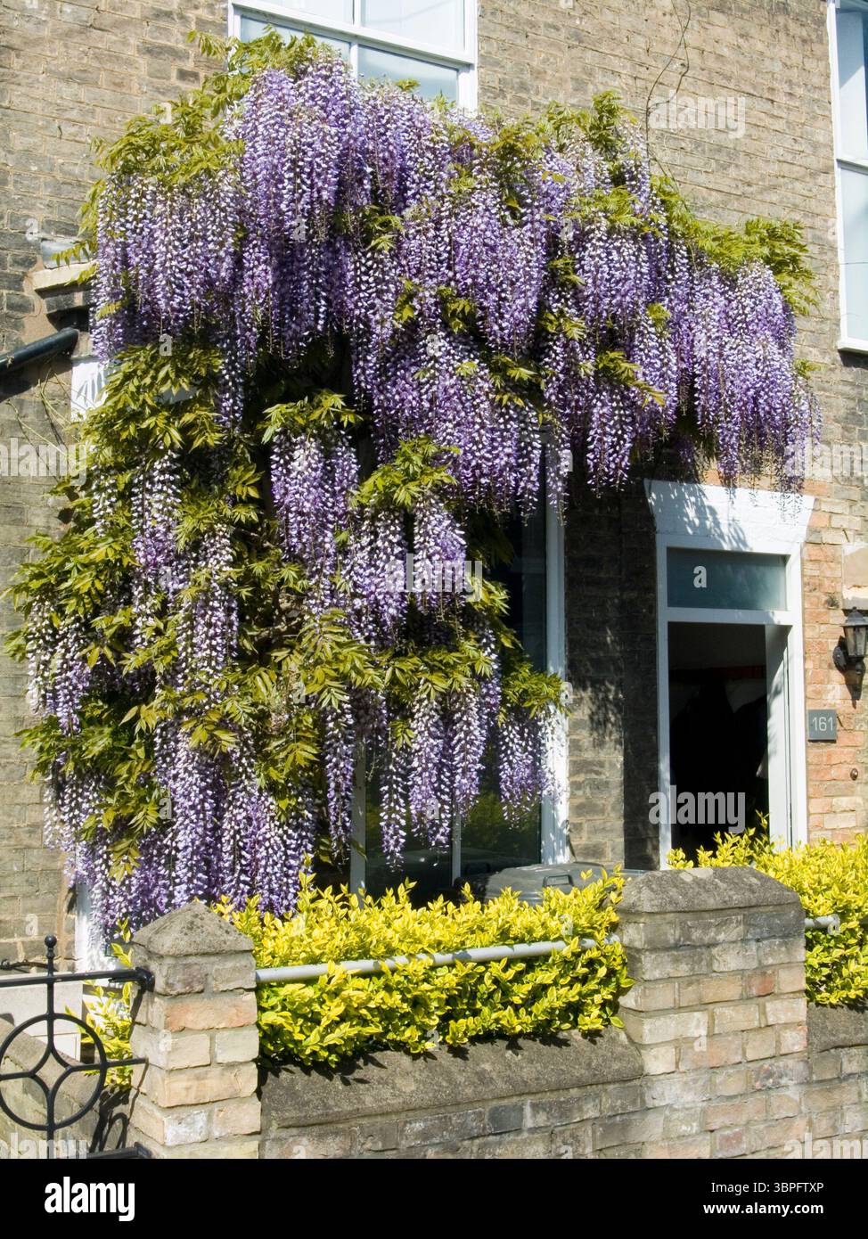 Wisteria on front house hi-res stock photography and images - Alamy