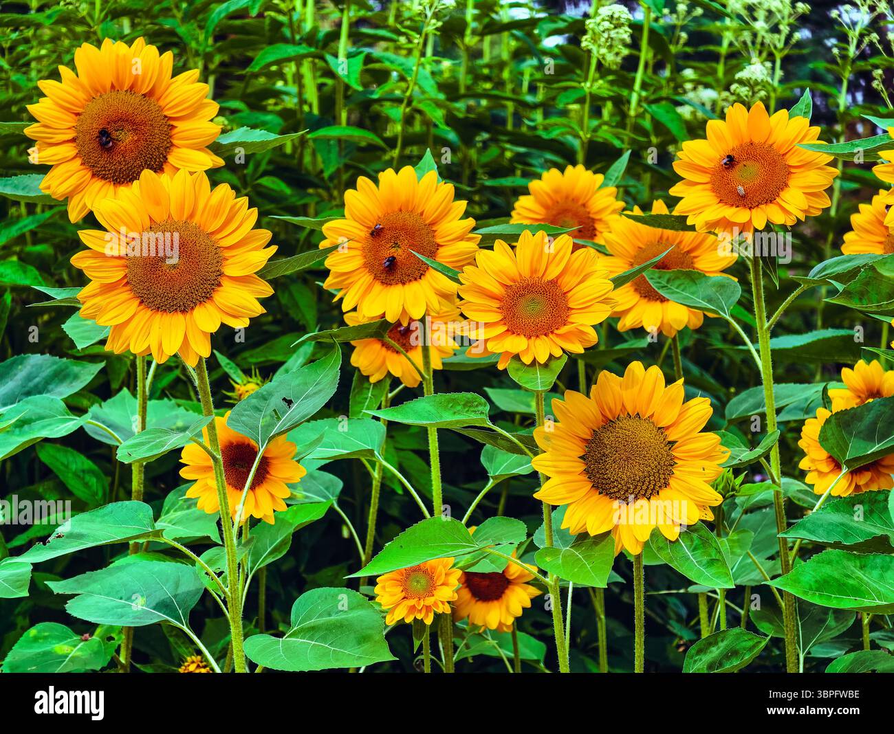 Vibrant Field of Blooming Sunflowers with Bees – Bright Yellow Floral ...