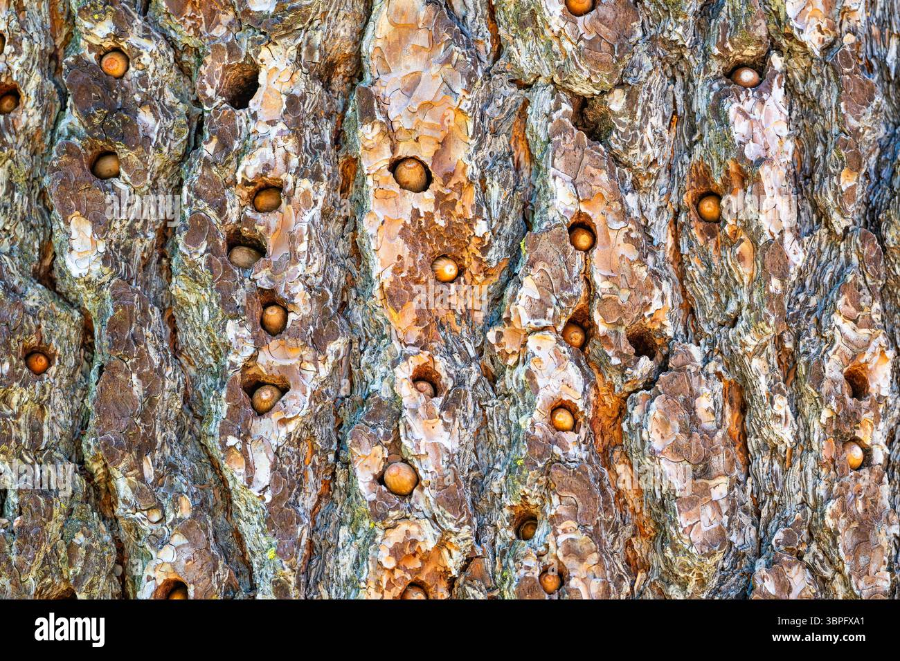 Acorns oak tree hi-res stock photography and images - Alamy