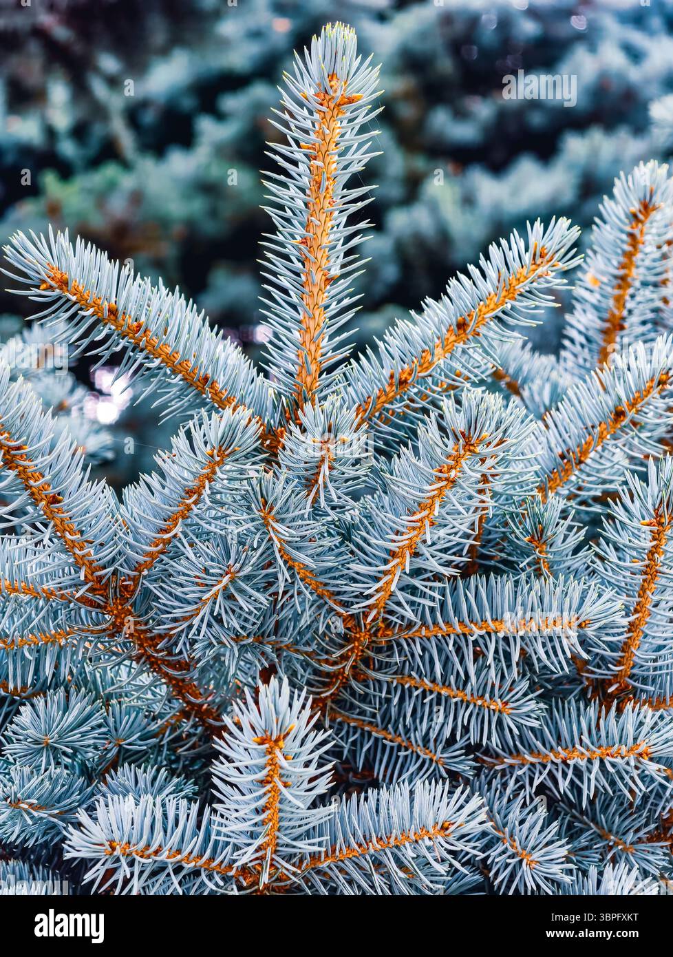 Stunning Abstract Evergreen Needle Background with Green-Blue and ...