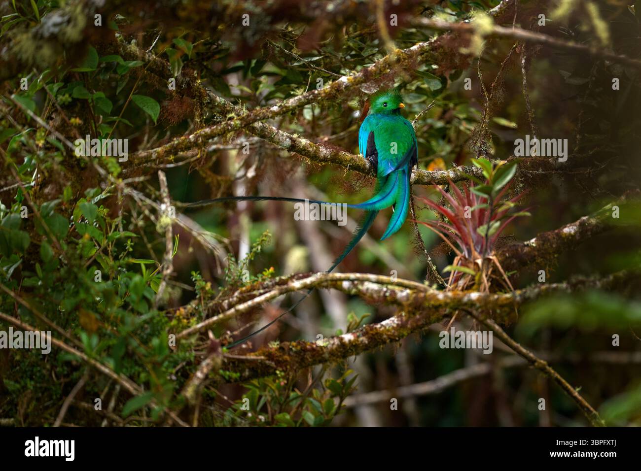 Quetzal in dark tropic forest, Pharomachrus mocinno, from nature Costa ...