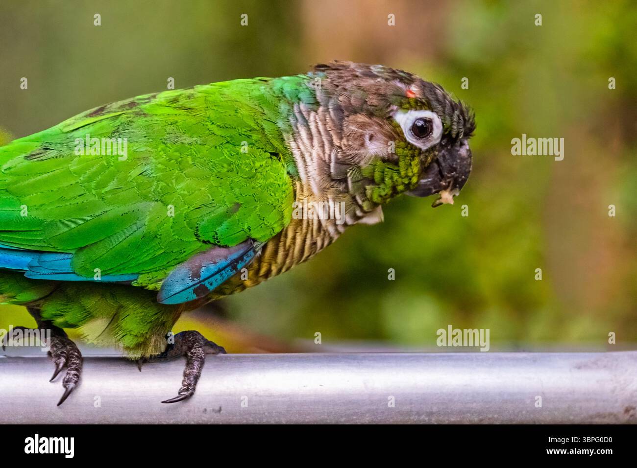 Exotic white cheeked bird hi-res stock photography and images - Alamy
