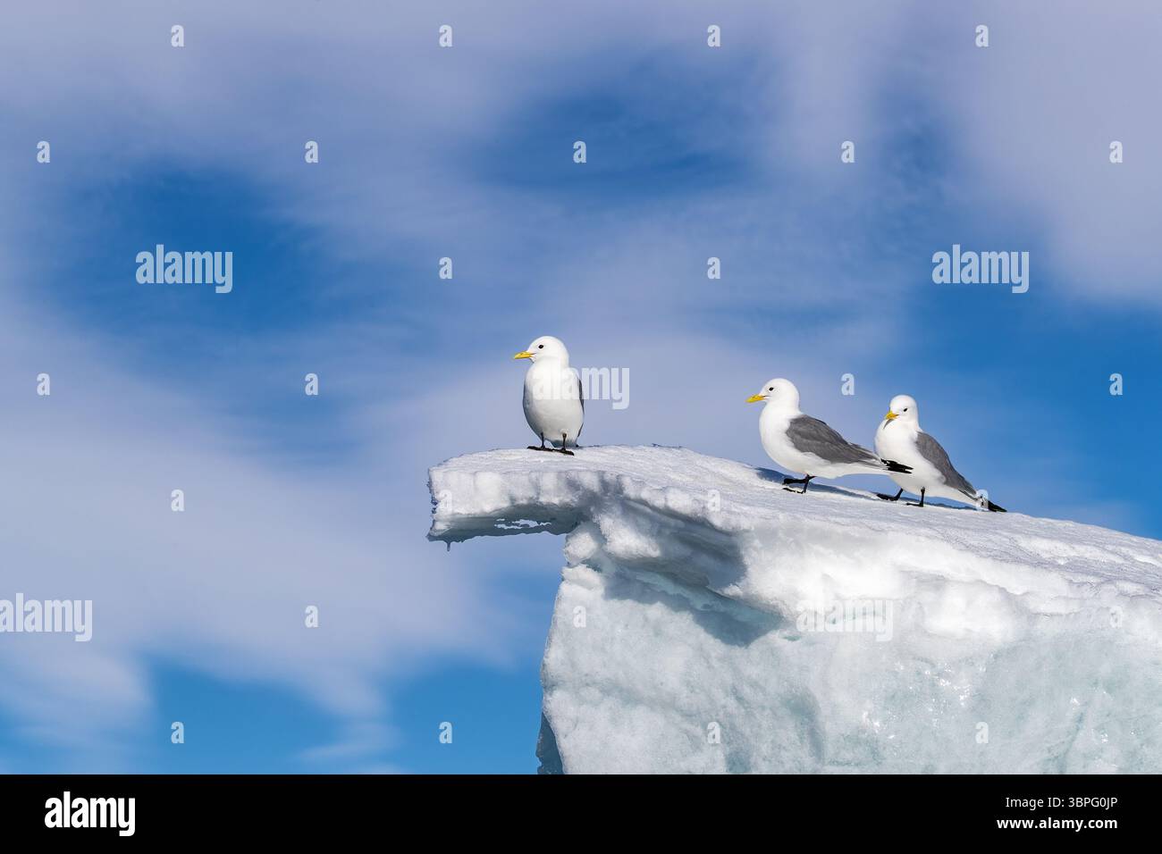 Three black-legged kittiwakes, Rissa tridactyla, on a snow covered ...