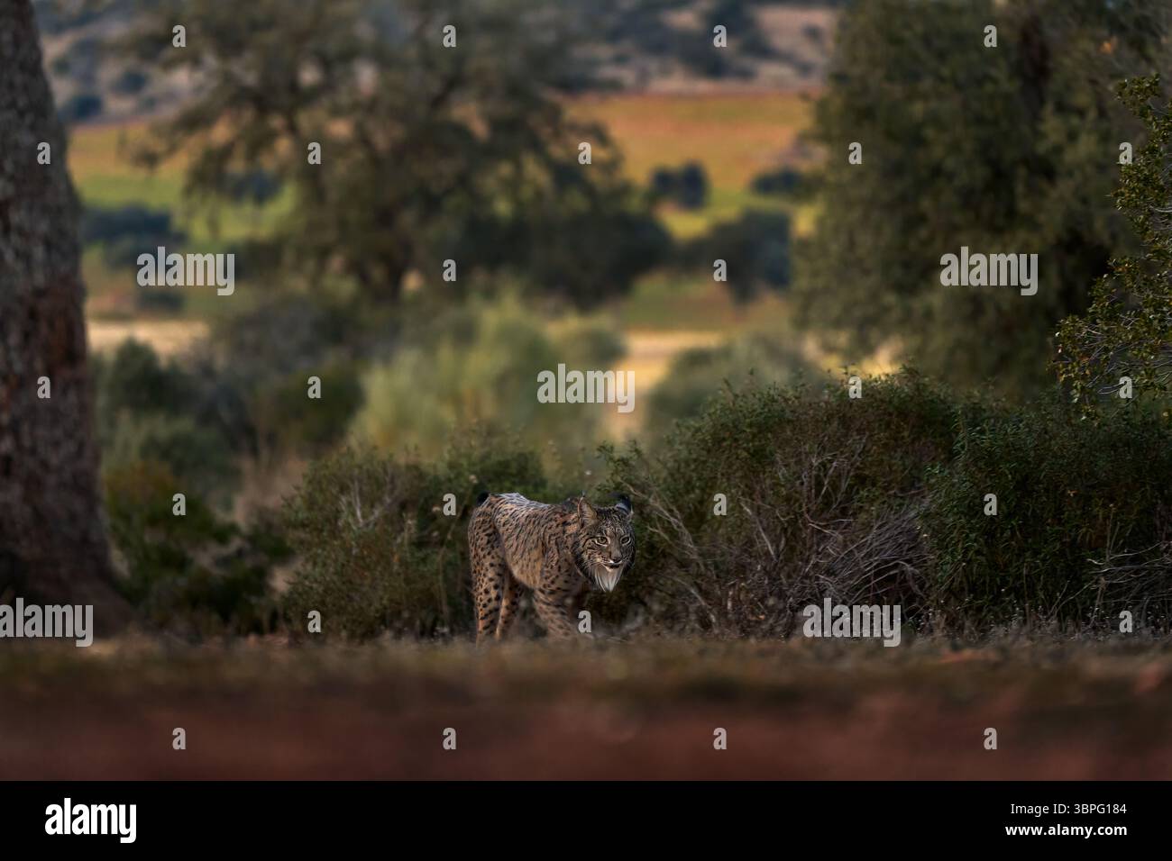 Iberian lynx, Lynx pardinus, wild cat endemic to Iberian Peninsula in ...
