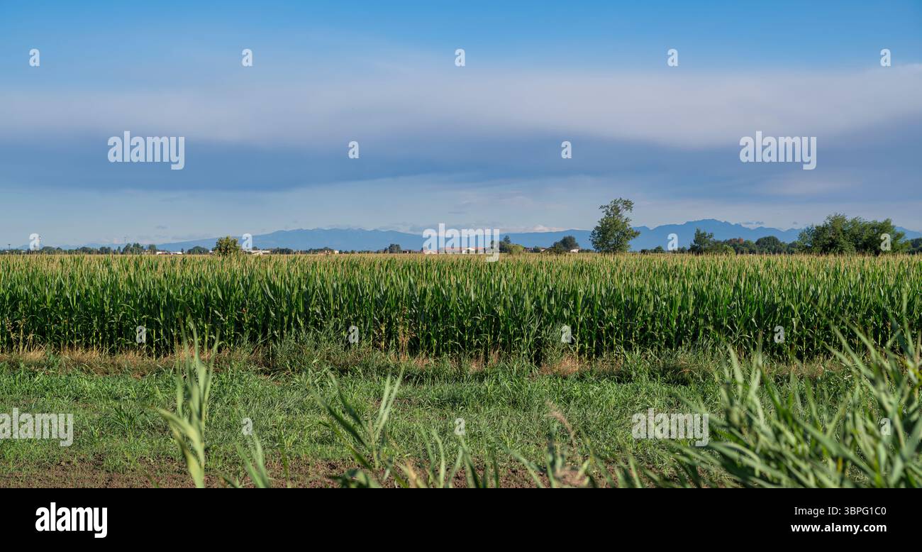 Cornfield under clear blue hi-res stock photography and images - Alamy