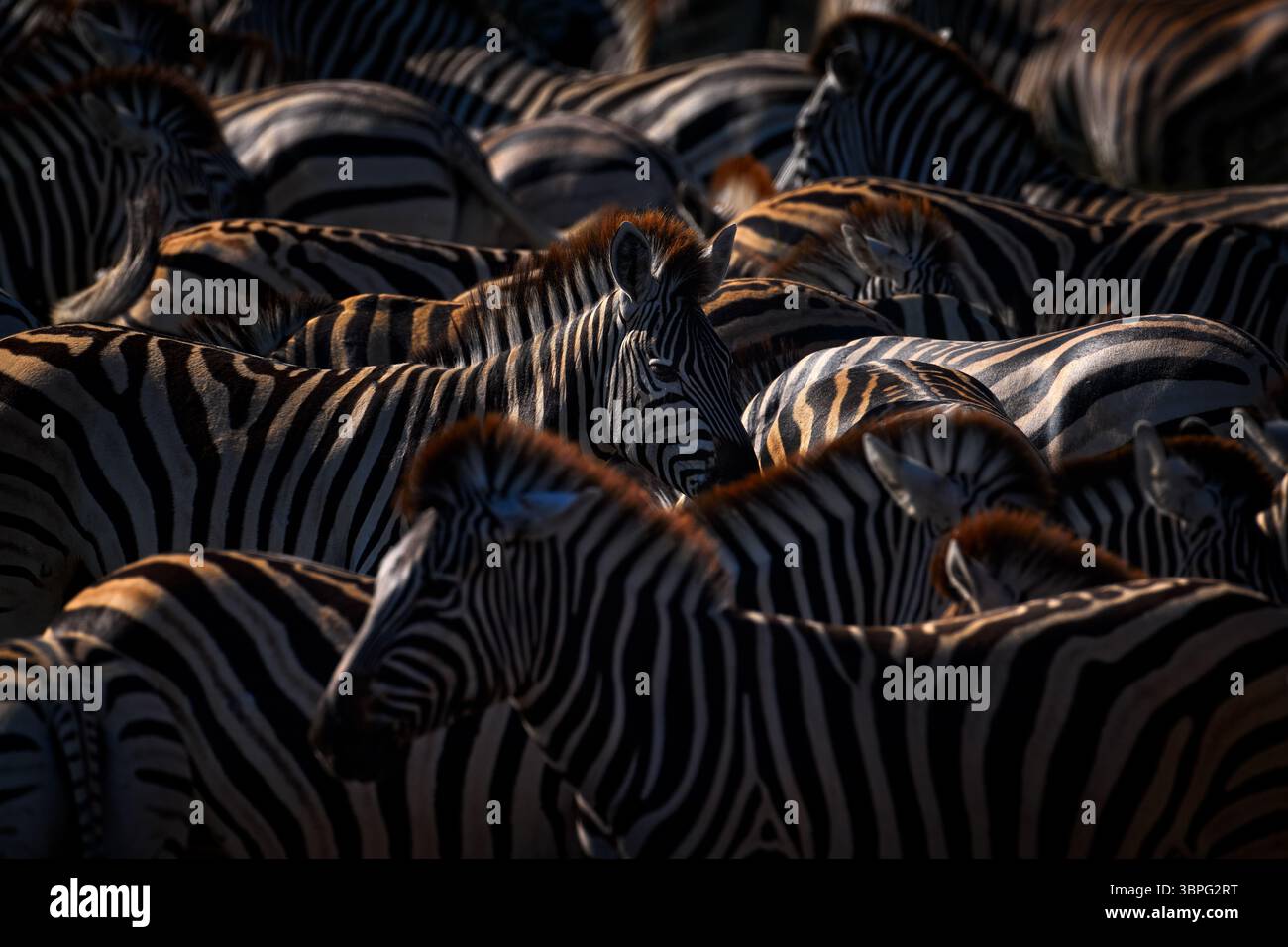 Sunset zebra herd. Fur coat zebra skin. Art view on African nature ...