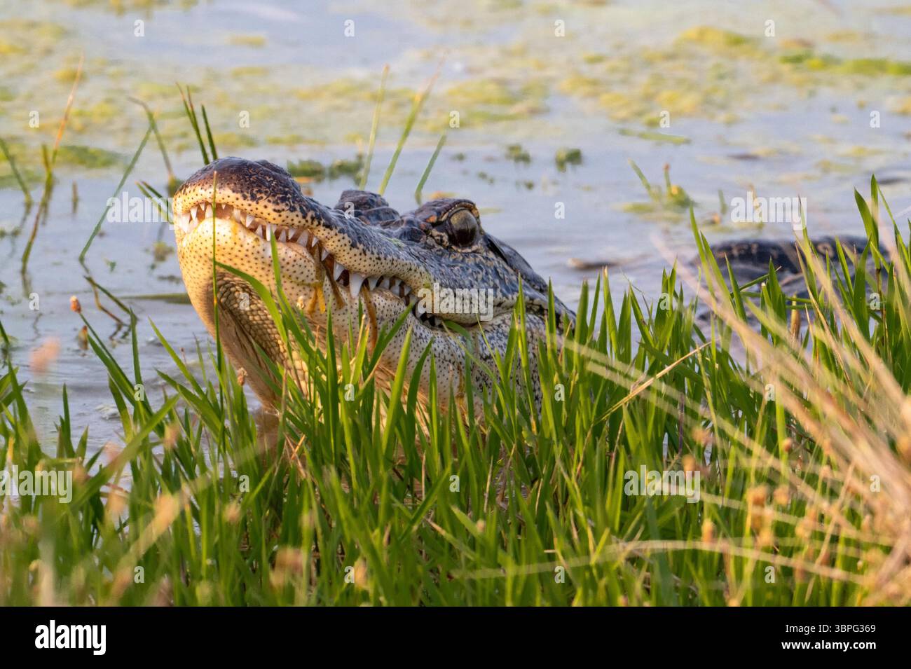 American alligator showing teeth with head above water at pond edge ...