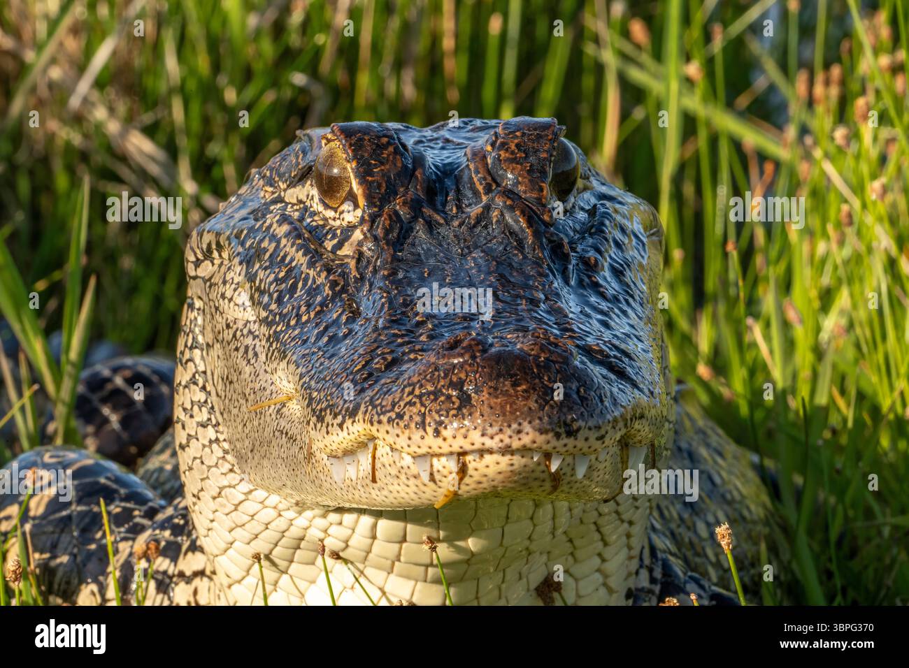 American alligator showing teeth with head above water at pond edge ...