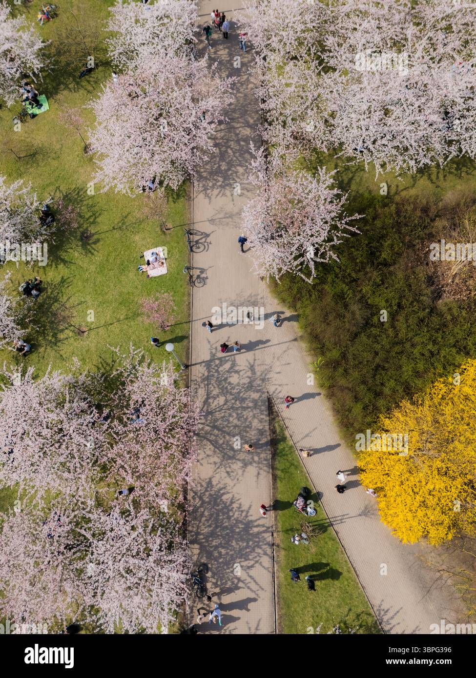 Aerial view of people strolling along paths shaded by blossoming trees ...