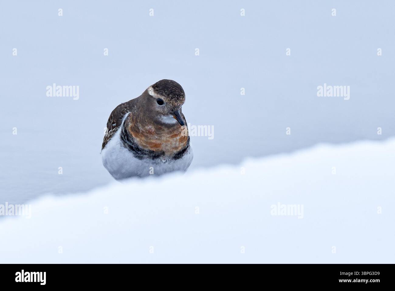 Sandpiper bird form Chile, close-up detail. Rufous-chested Dotterel ...