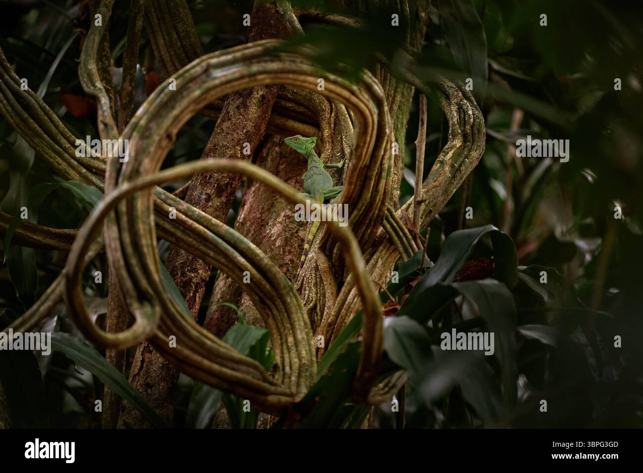 Find the lizard in the forest. Green Basilisk, Basiliscus plumifrons ...