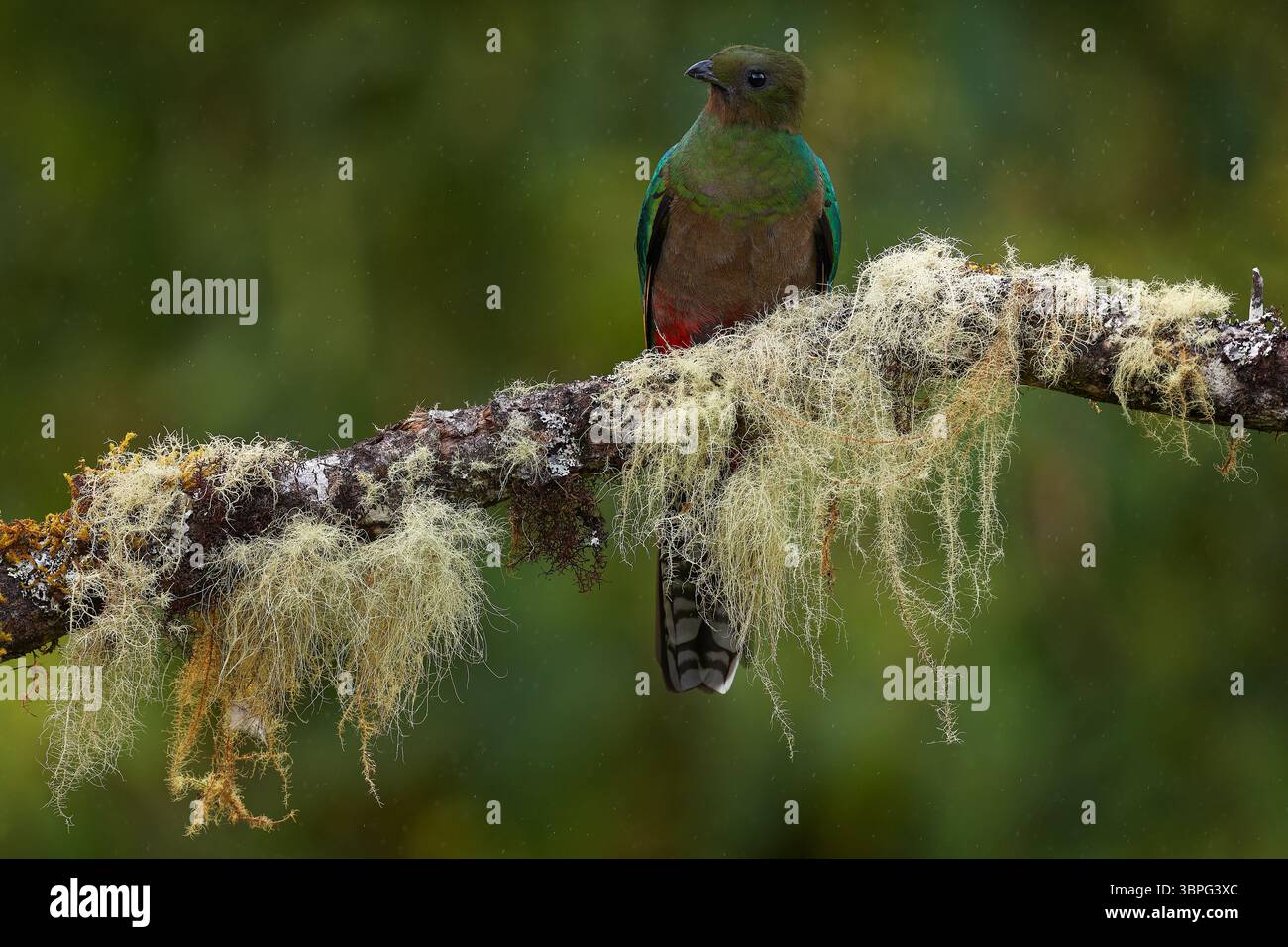 Resplendent Quetzal, Pharomachrus mocinno, from Chiapas, Mexico with ...