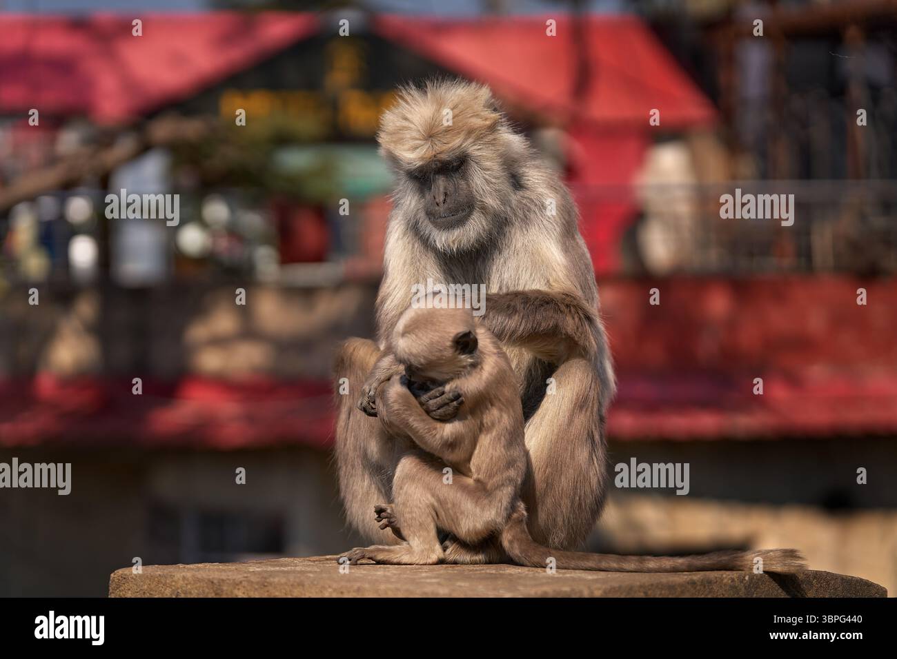 Urban wildlife, Nepal gray langur, Semnopithecus schistaceus, monkey ...