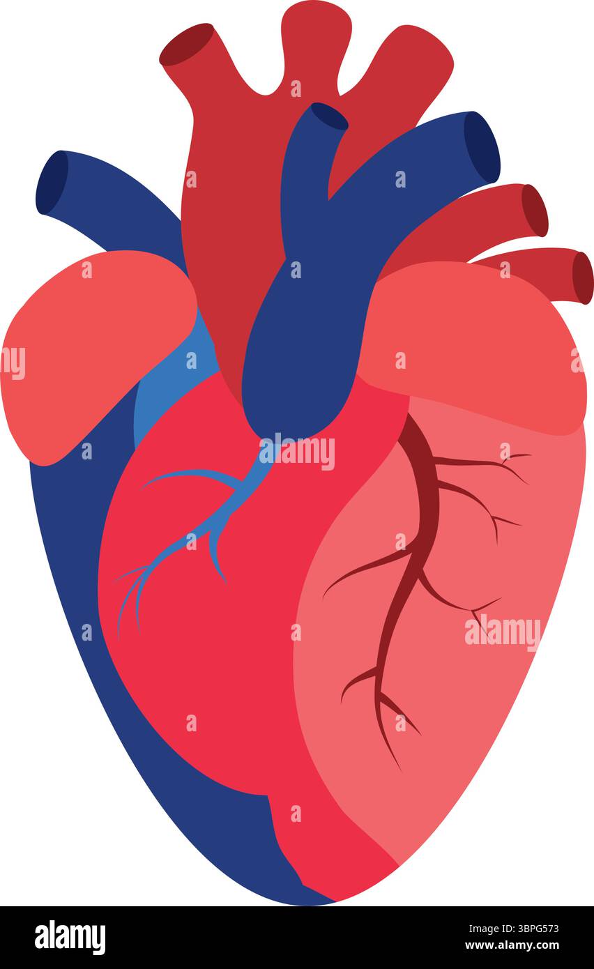 Heart biology illustration with red blue anatomy vessels Stock Vector ...
