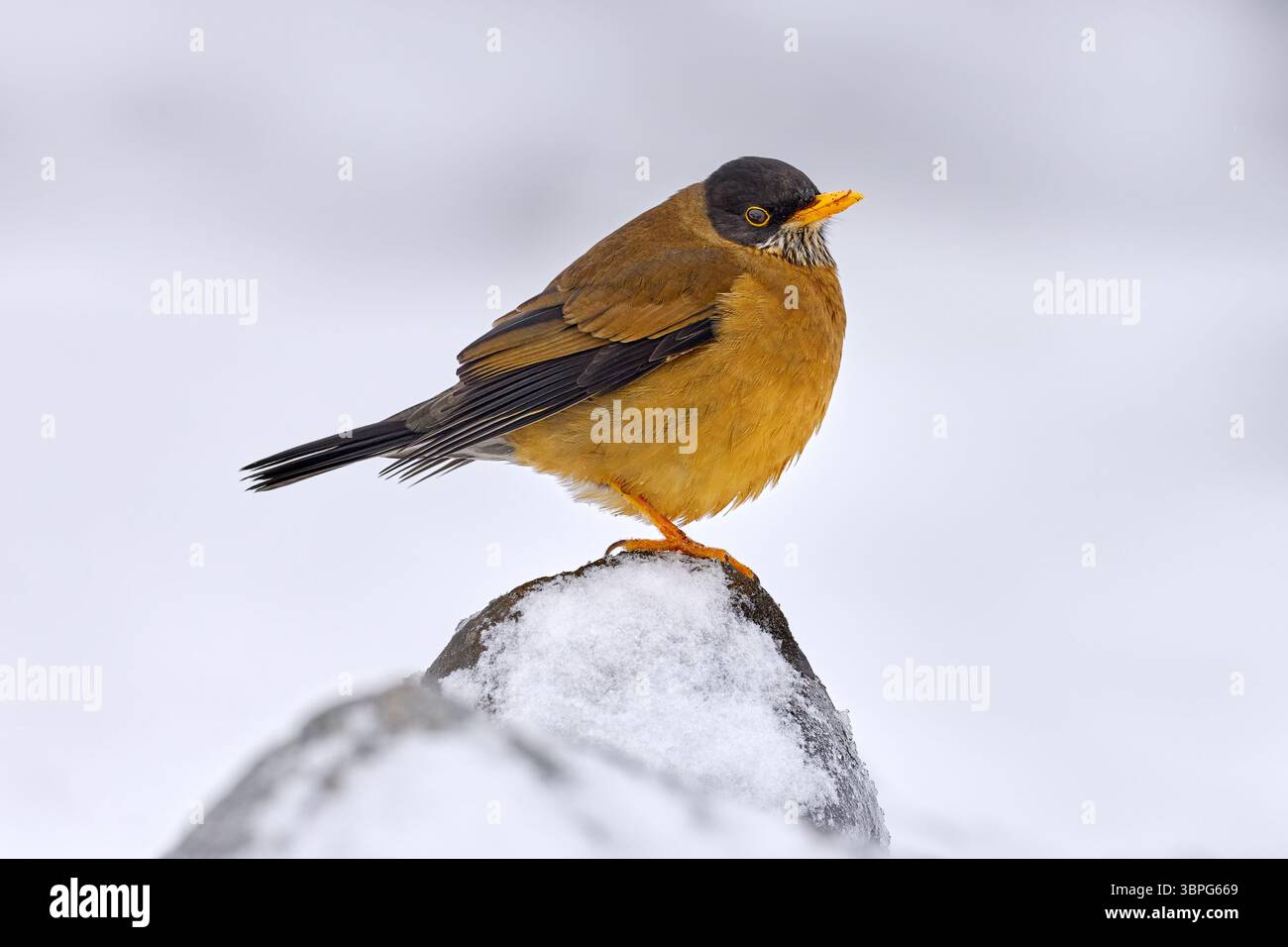 Austral thrush, Turdus falcklandii, bird medium-sized thrush from ...