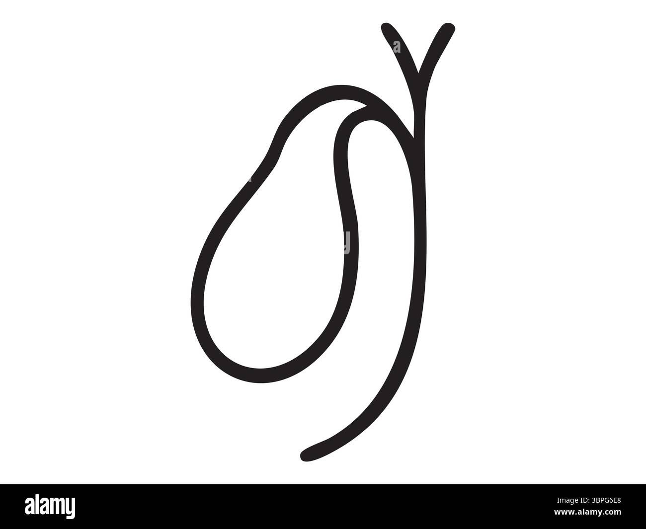 Black outline of human gallbladder isolated on white background ...