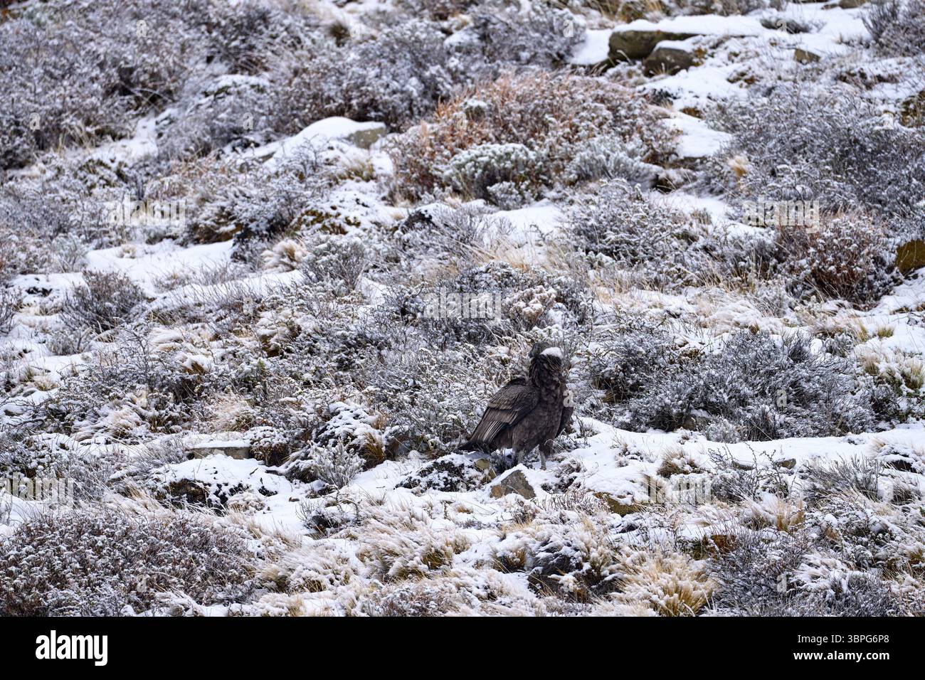 Condor from Patagonia in Chile. Andean condor, Vultur gryphus, big bird ...