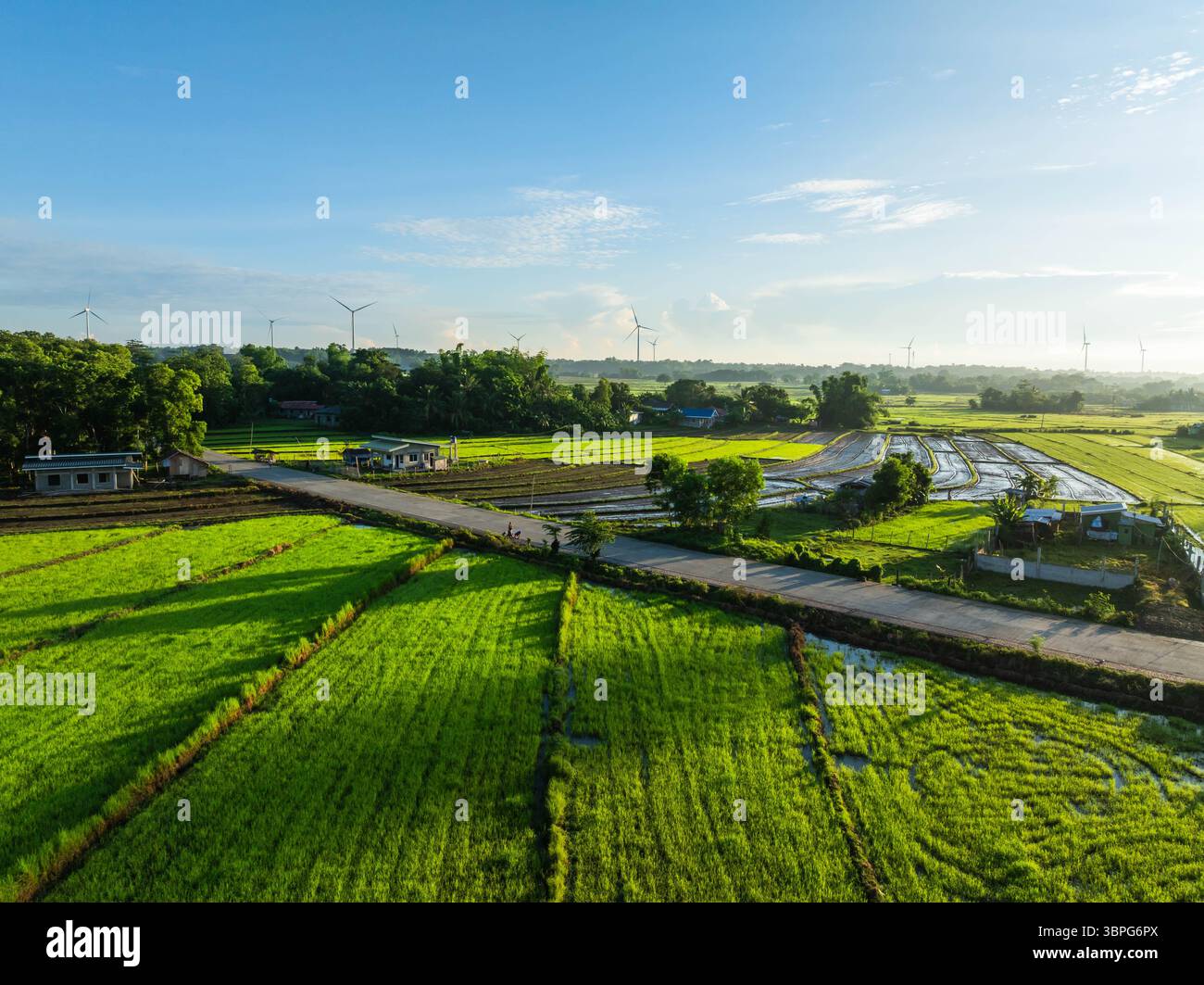Aerial view of vibrant green rice paddies meet the horizon as wind ...