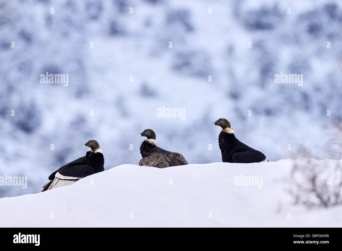 Condor from Patagonia in Chile. Andean condor, Vultur gryphus, big bird ...