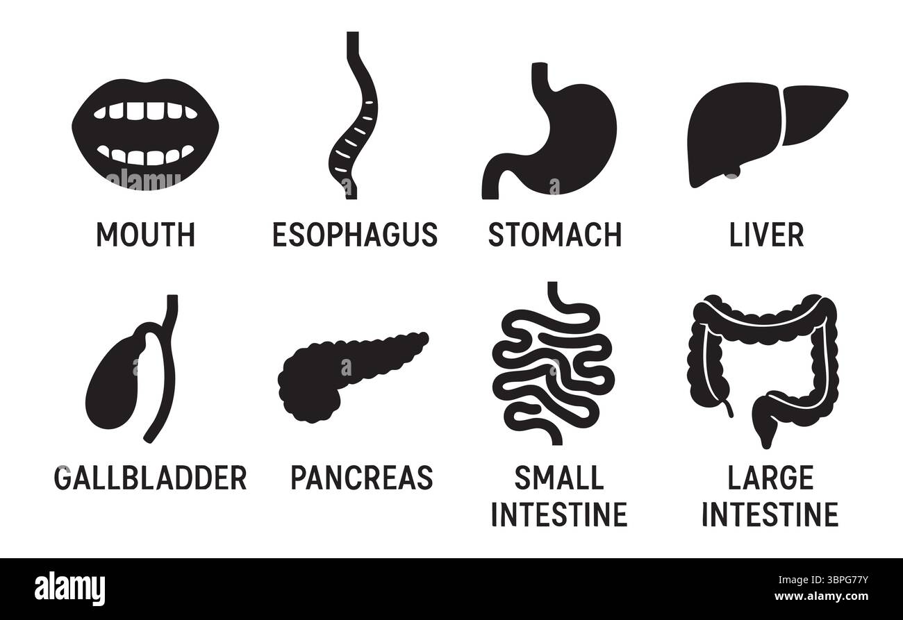 Set of Black silhouette icons of human digestive organs, including ...