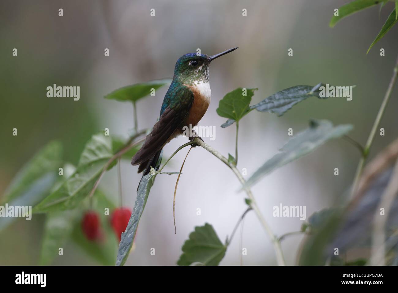 Violet Tailed Sylph Stock Photo - Alamy