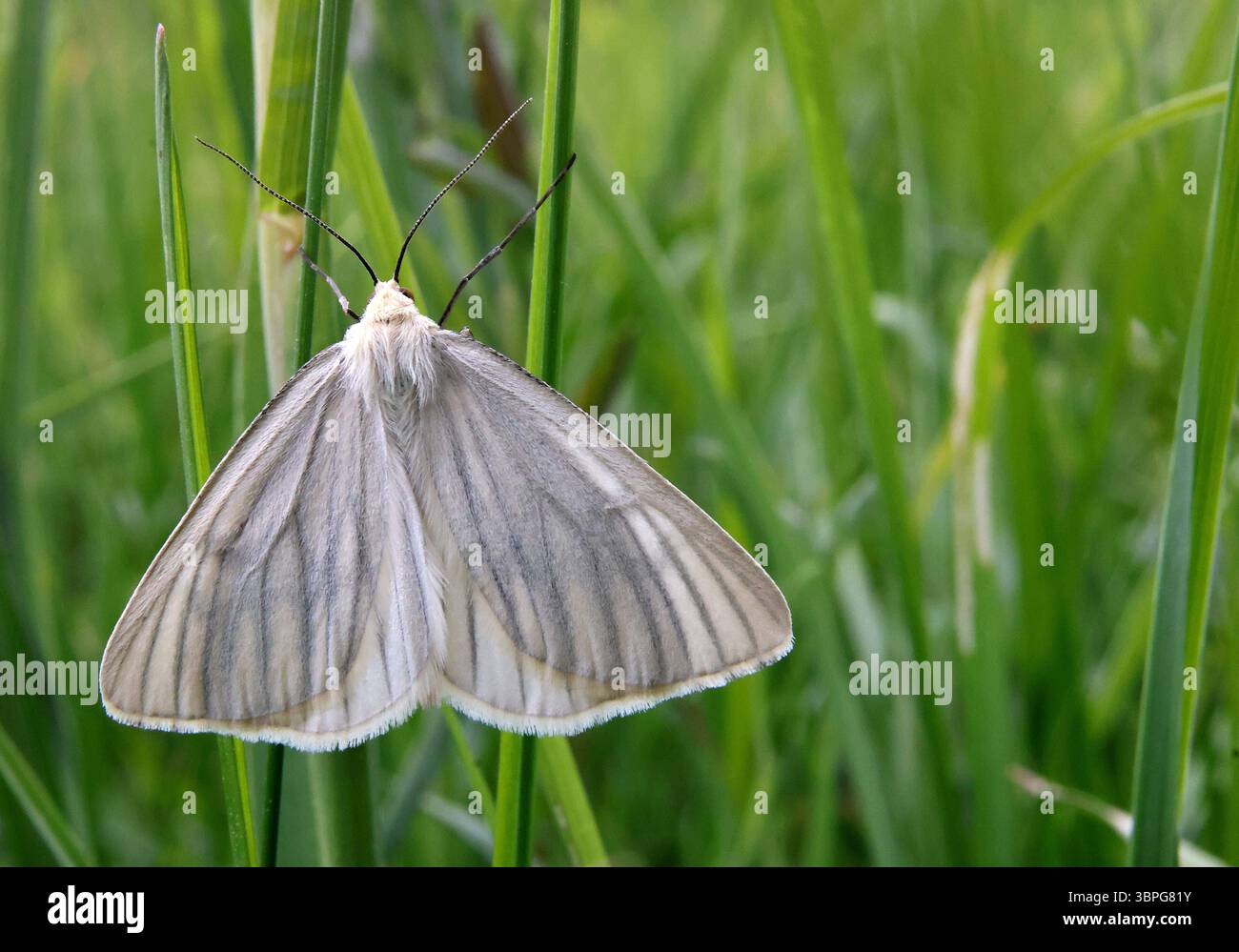 17.05.2025 Sachsen Anhalt Sachsen-Anhalt Insekten Insekt Schmetterling ...