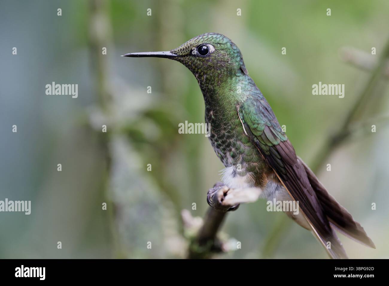 Buff Tailed Coronet Stock Photo - Alamy