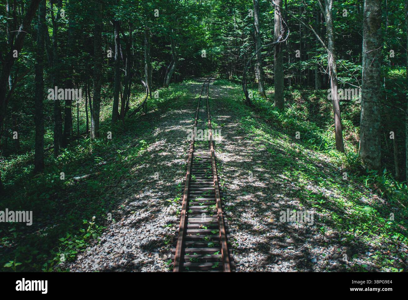 A handmade trolley track stretching deep into the heart of the forest ...