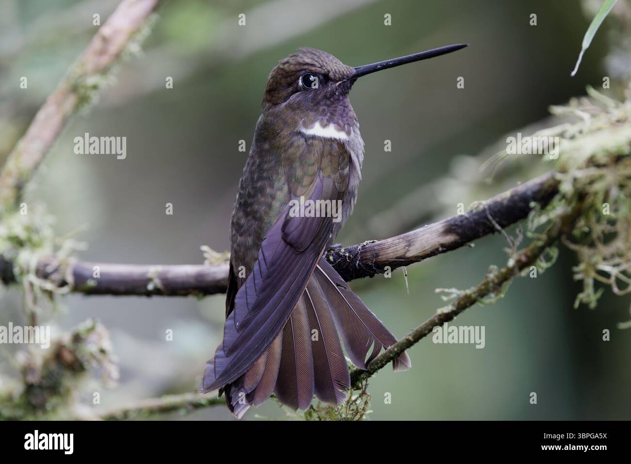 Exotic tropical brown bird hi-res stock photography and images - Alamy
