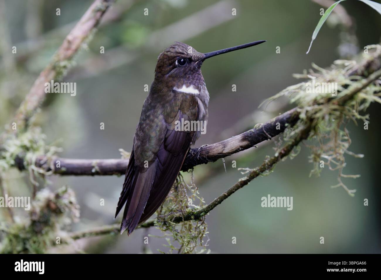 Exotic tropical brown bird hi-res stock photography and images - Alamy