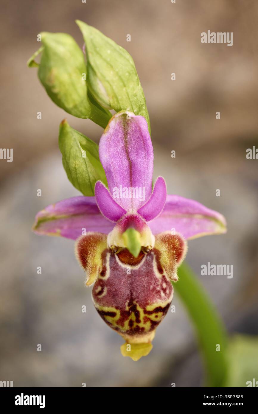 Cretan wild flower hi-res stock photography and images - Alamy