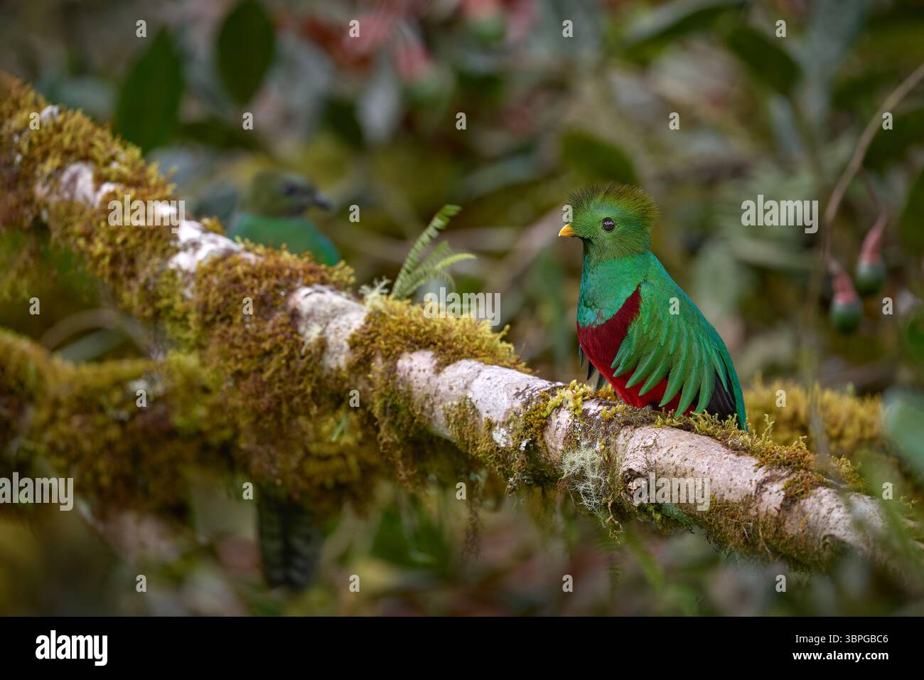 Resplendent Quetzal, Pharomachrus mocinno, from Chiapas, Mexico with ...