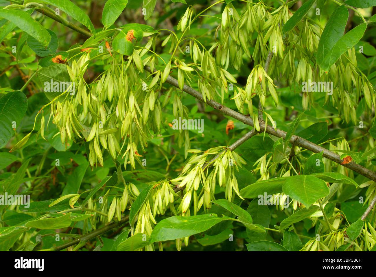 Oregon ash (Fraxinus latifolia) seeds, Willamette Mission State Park ...
