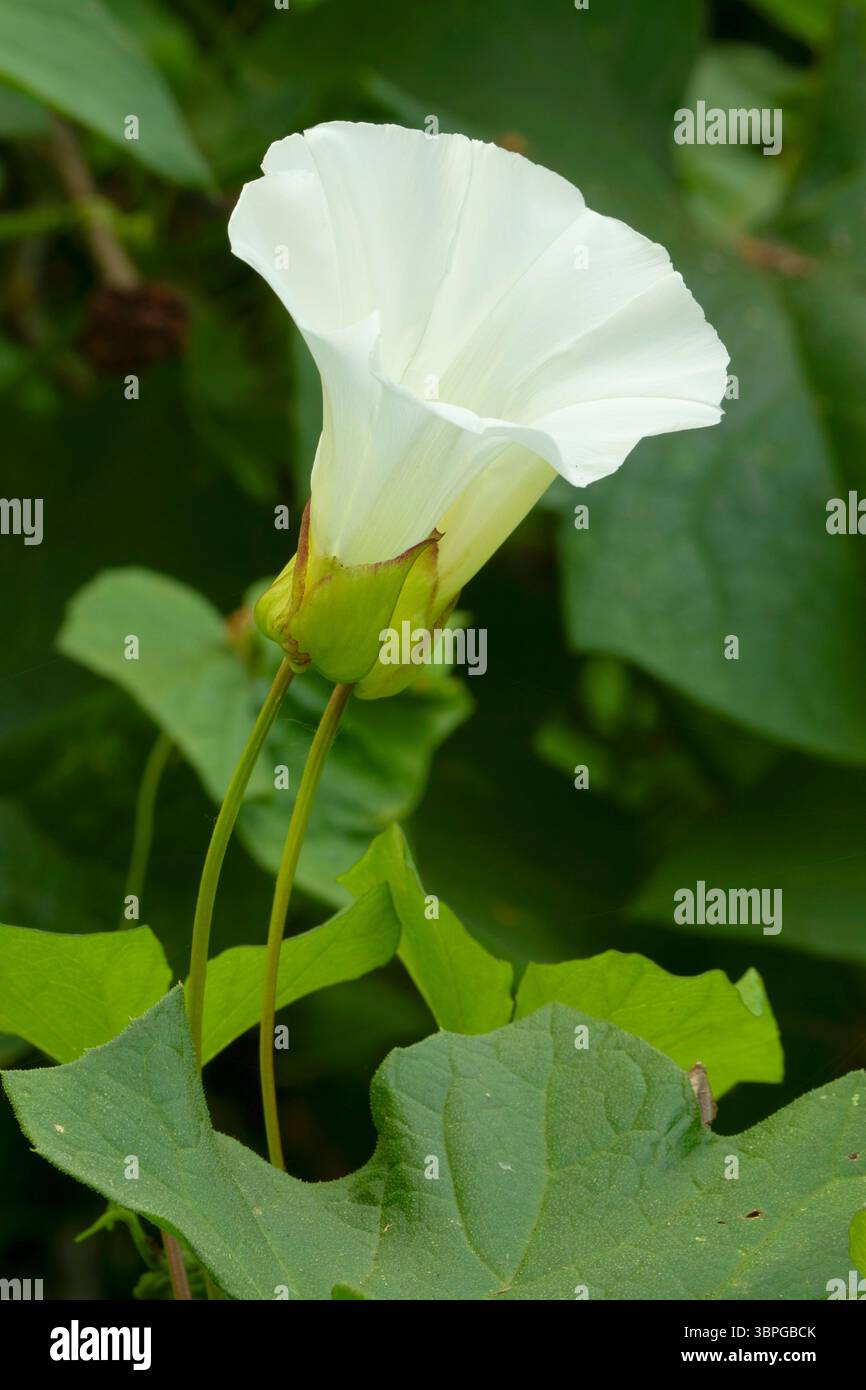 Morning glory, Willamette Mission State Park, Willamette River Greenway ...