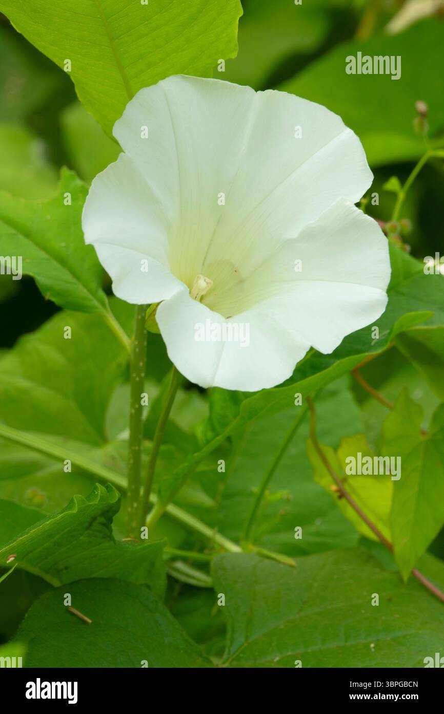 Morning glory, Willamette Mission State Park, Willamette River Greenway ...