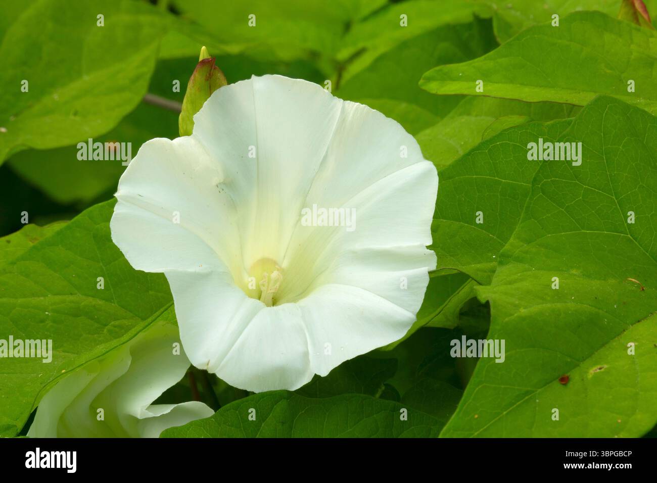 Morning glory, Willamette Mission State Park, Willamette River Greenway ...