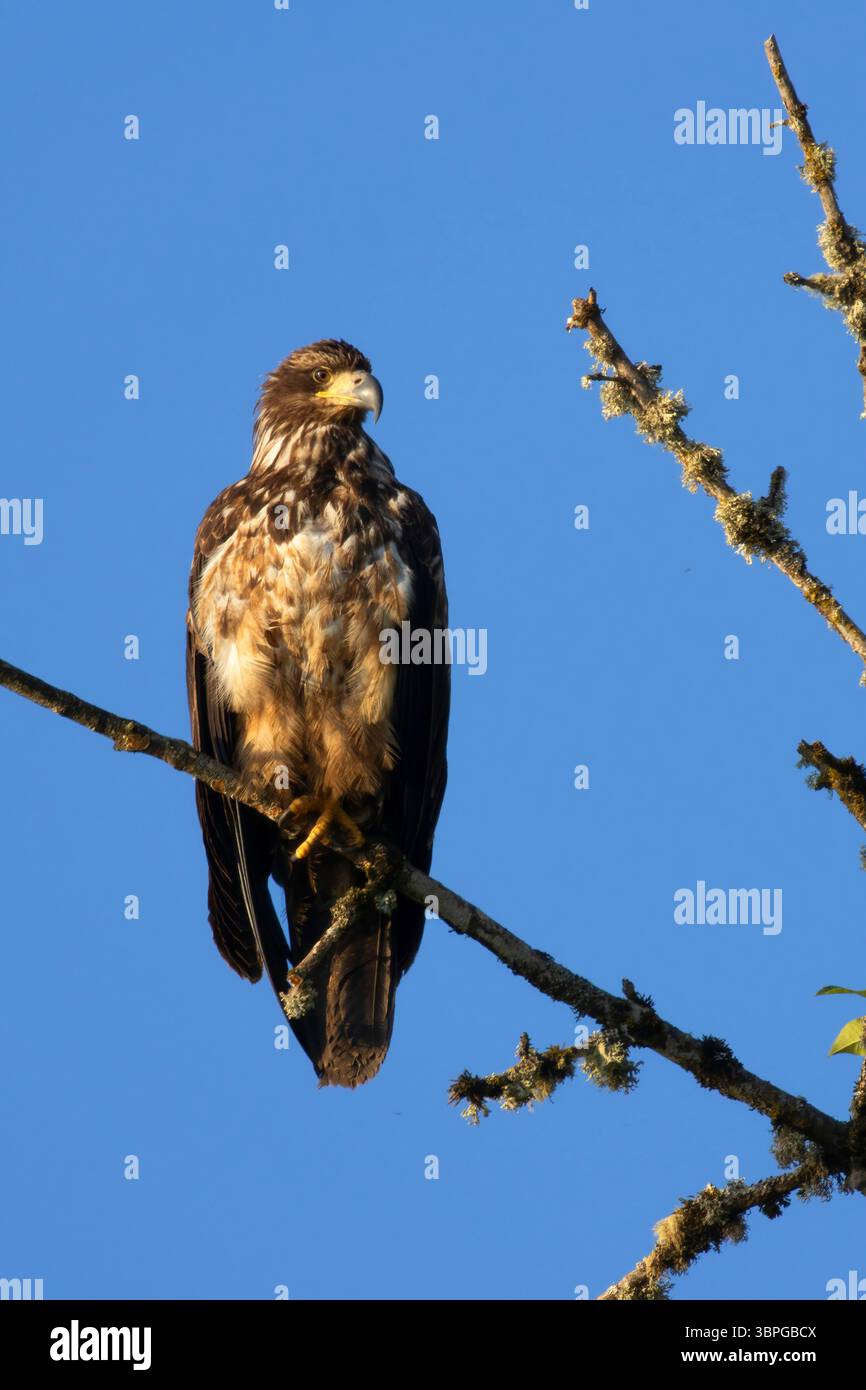 Bald eagle (Haliaeetus leucocephalus), Willamette Mission State Park ...