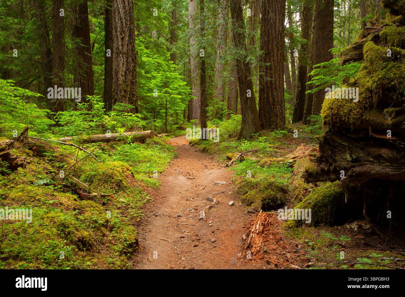 Pamelia Lake Trail, Mt Jefferson Wilderness, Willamette National Forest ...