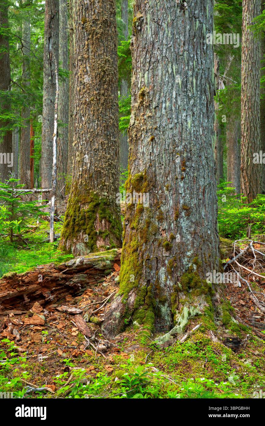Ancient forest along Pamelia Lake Trail, Mt Jefferson Wilderness ...