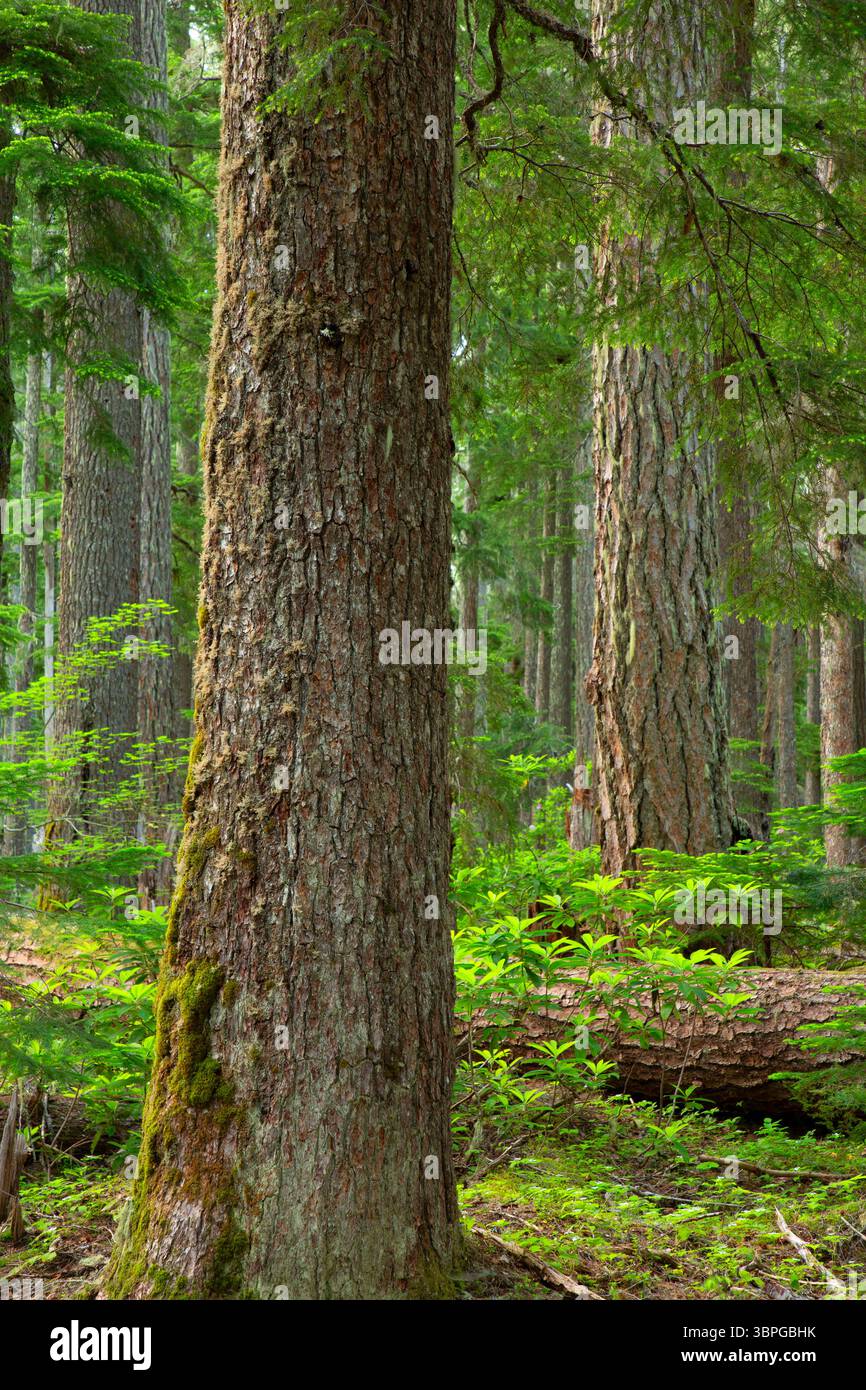 Ancient forest along Pamelia Lake Trail, Mt Jefferson Wilderness ...