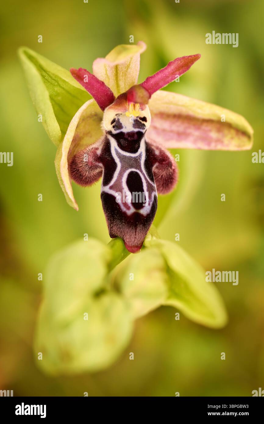 Cretan wild flower hi-res stock photography and images - Alamy