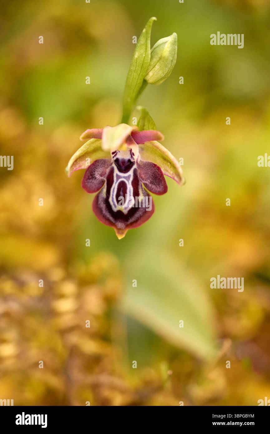 Cretan wild flower hi-res stock photography and images - Alamy