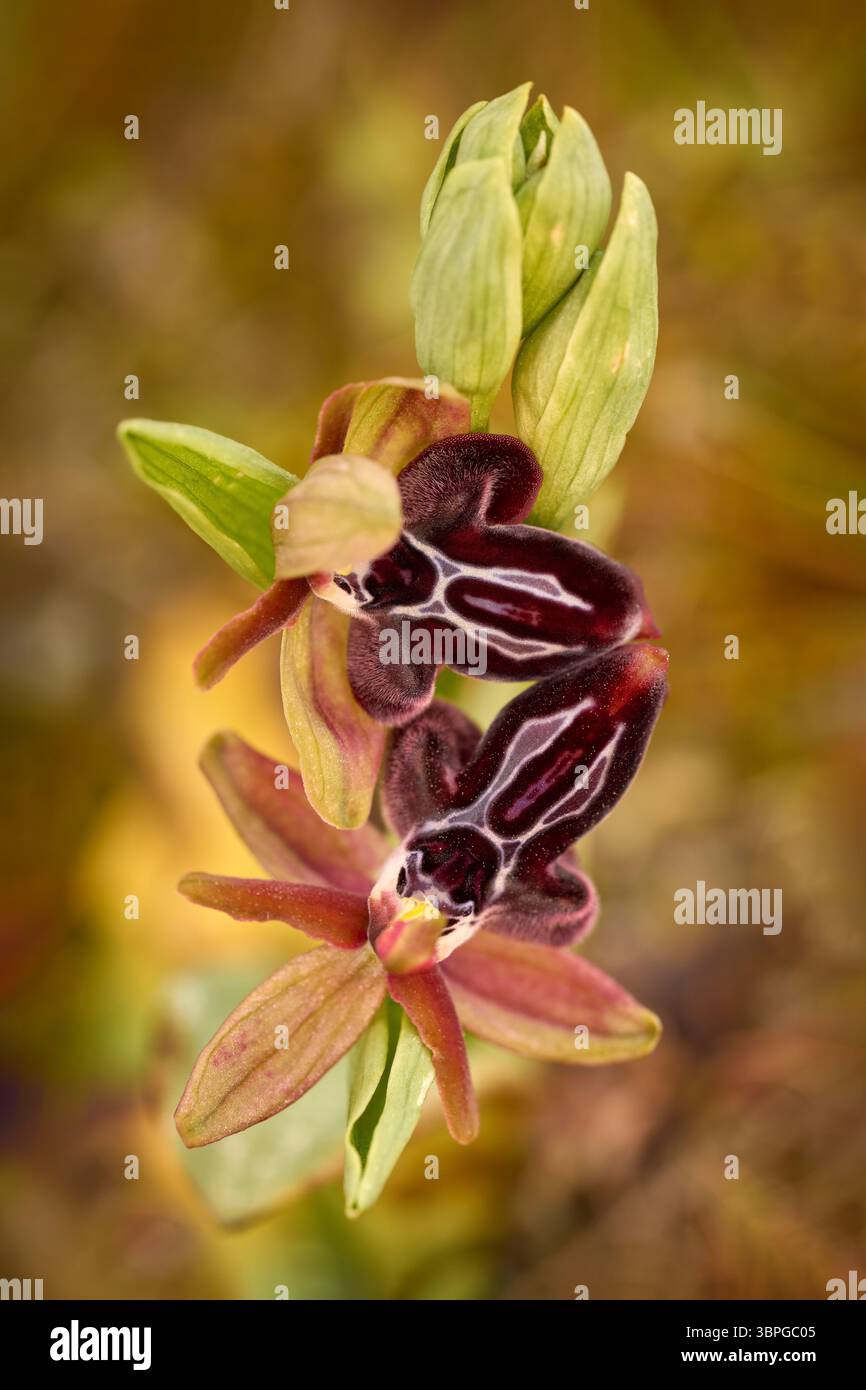 Cretan wild flower hi-res stock photography and images - Alamy