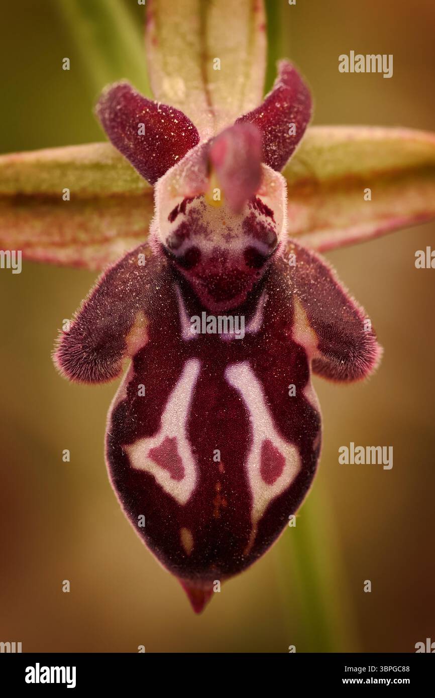 Cretan wild flower hi-res stock photography and images - Alamy
