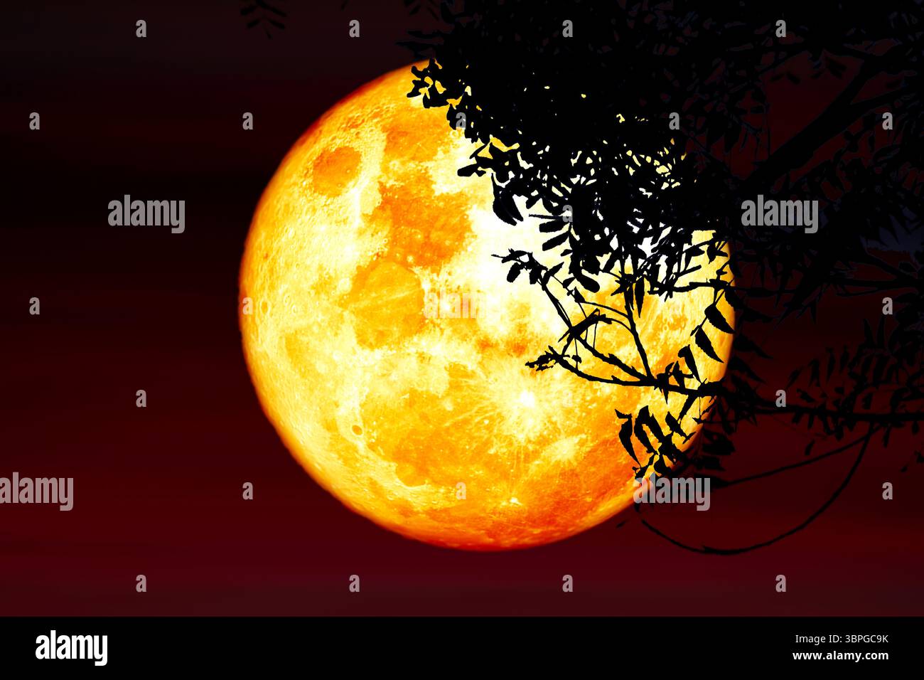 Super blood strawberry moon and silhouette tree in the night sky ...