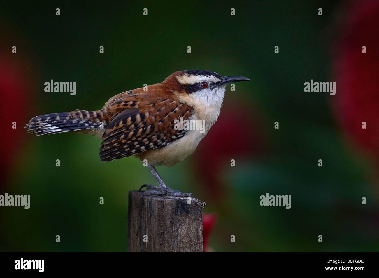 Rufous-naped wren, Campylorhynchus rufinucha, songbird of the family ...