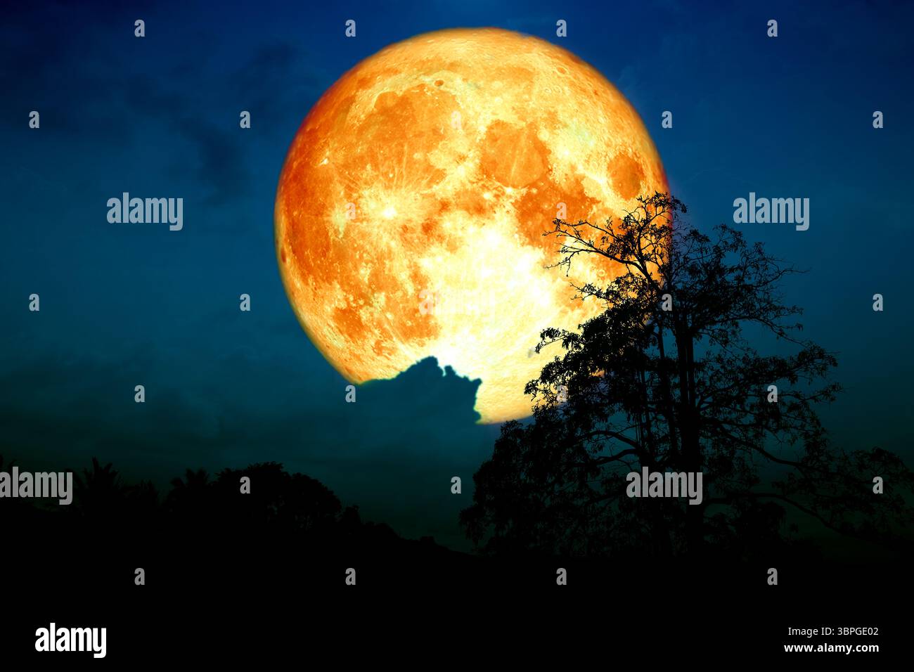 Super strawberry moon back on cloud and tree in the field and night sky ...
